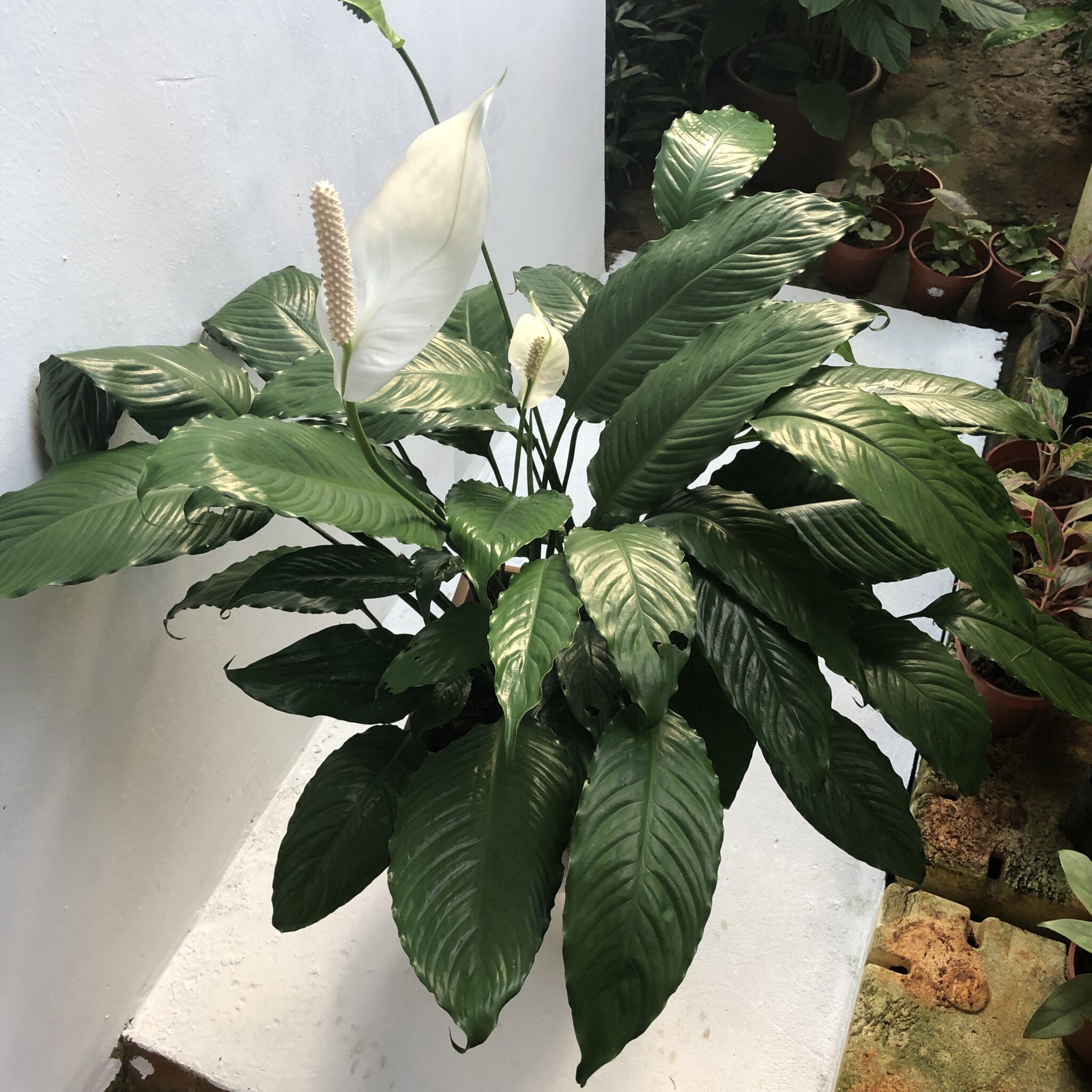 Peace Lily Indoor Plant Malaysia - Leaf Garden Shop Online