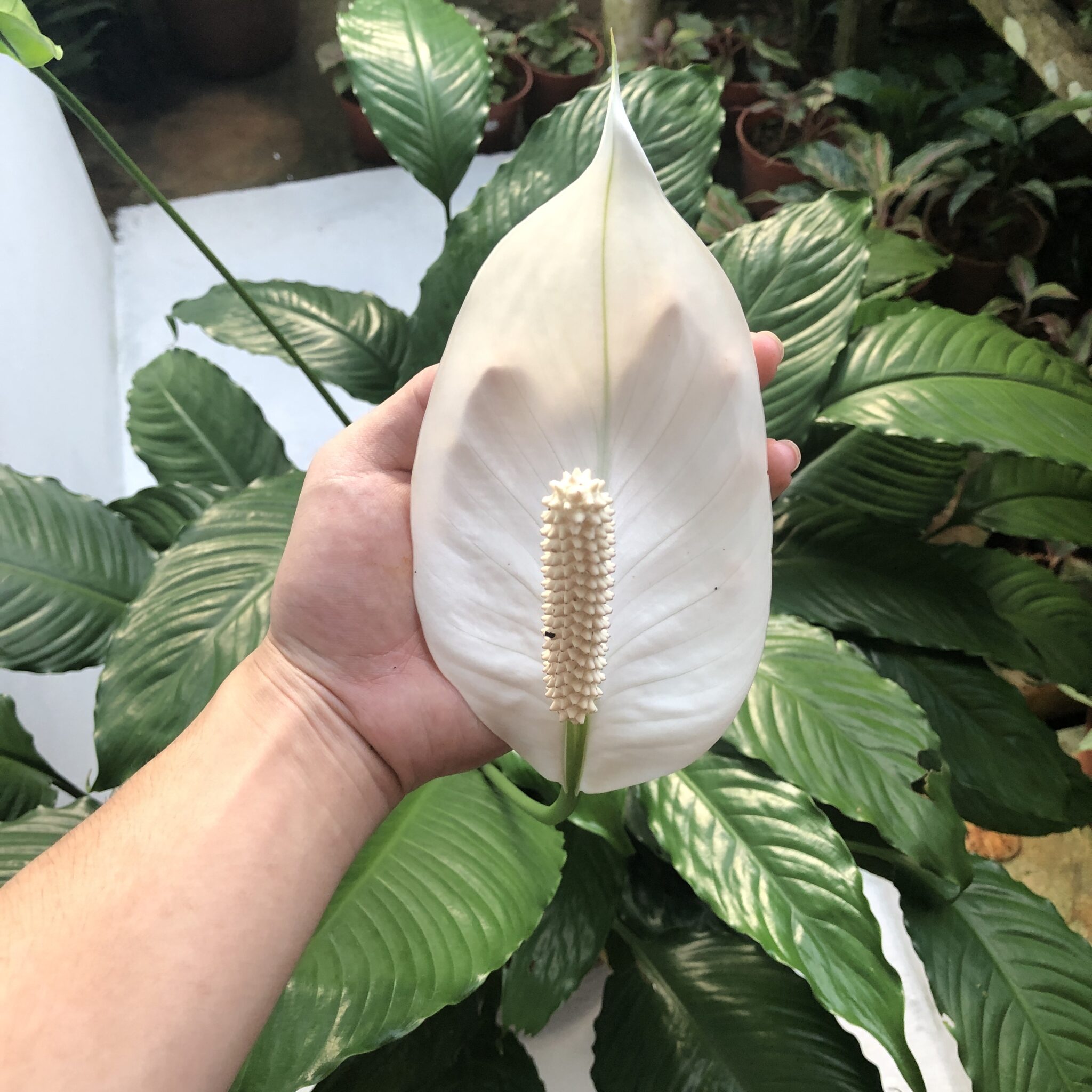 Peace Lily Indoor Plant Malaysia - Leaf Garden Shop Online