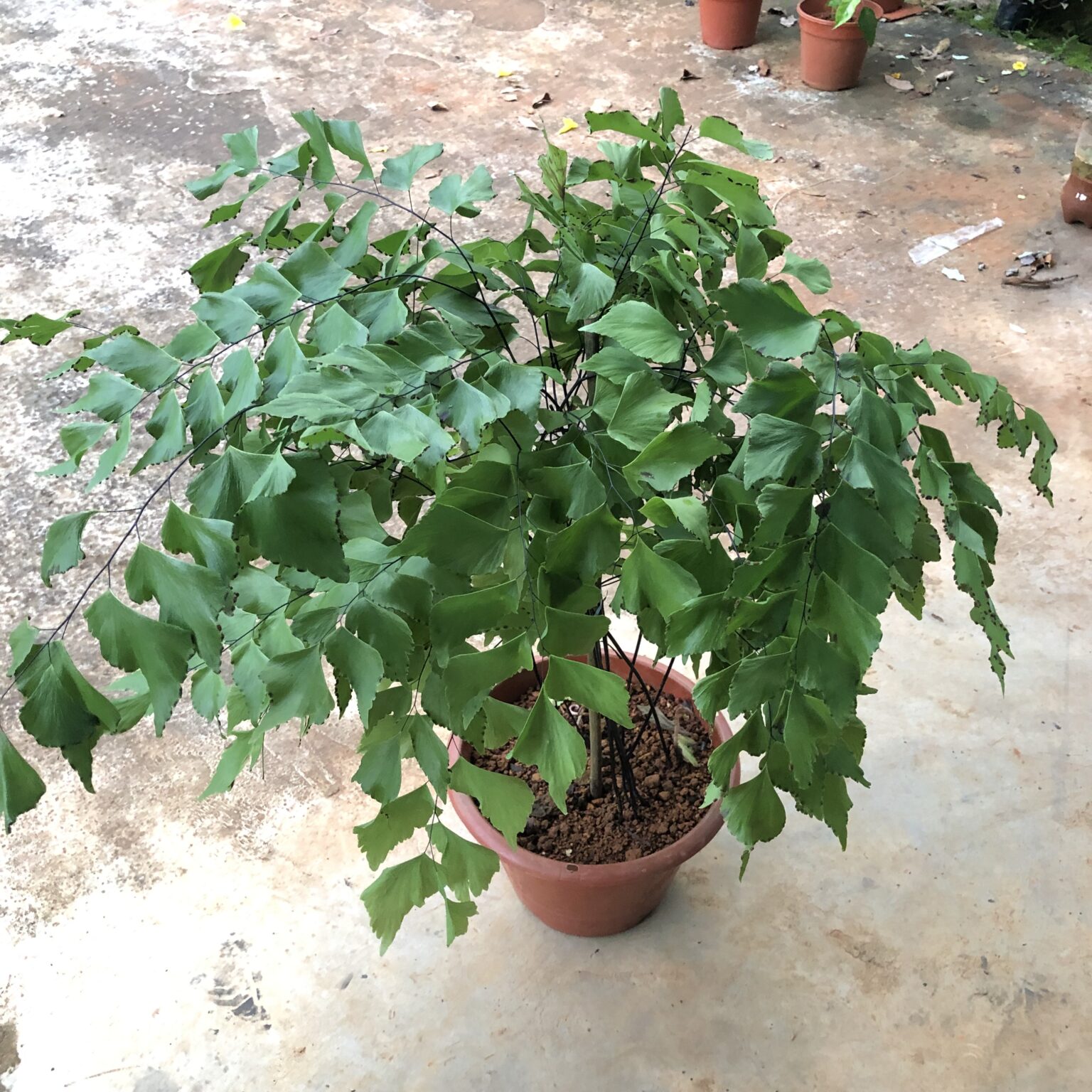 Adiantum Silver Dollar Indoor Plant Malaysia - Leaf Garden Shop Online