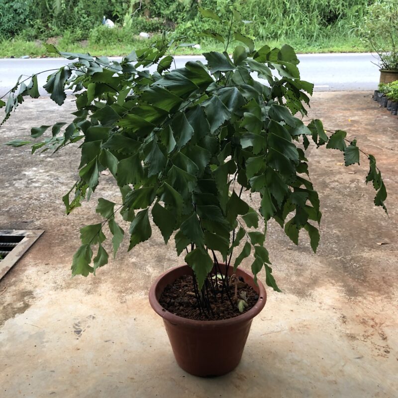 Aralia Golden Ball Outdoor Plant Malaysia - Leaf Garden Shop Online