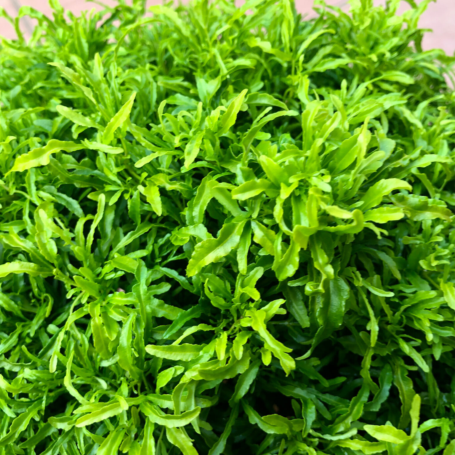 Aralia Golden Ball Outdoor Plant Malaysia - Leaf Garden Shop Online