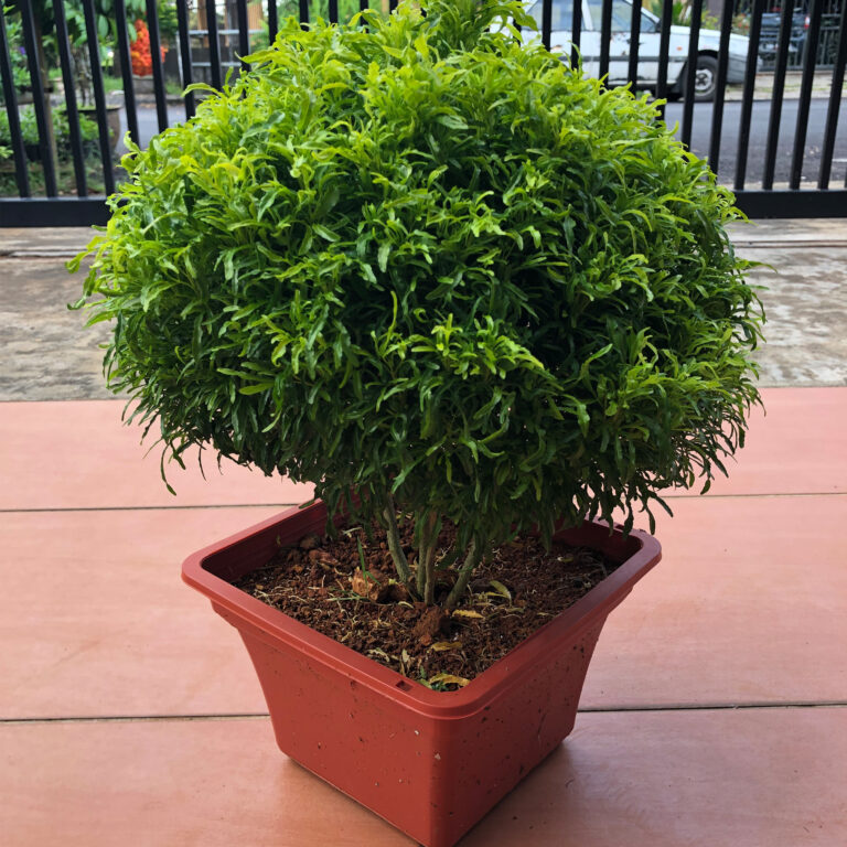 Aralia Golden Ball Outdoor Plant Malaysia - Leaf Garden Shop Online