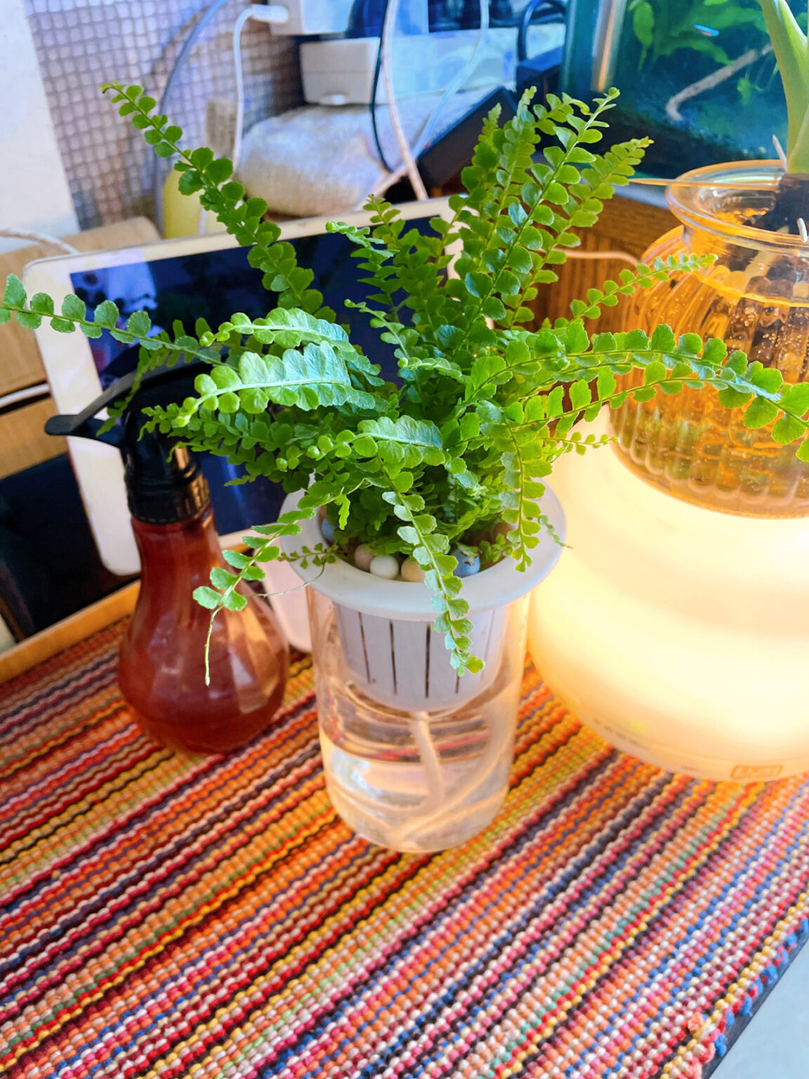 Button Fern - An Urban Plant Shop In Kuching