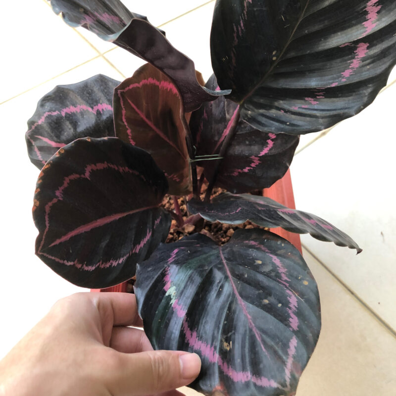 Calathea Black Rose Indoor Plant Malaysia - Leaf Garden Shop Online