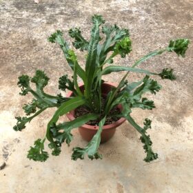 Aralia Golden Ball - An Urban Plant Shop In Kuching