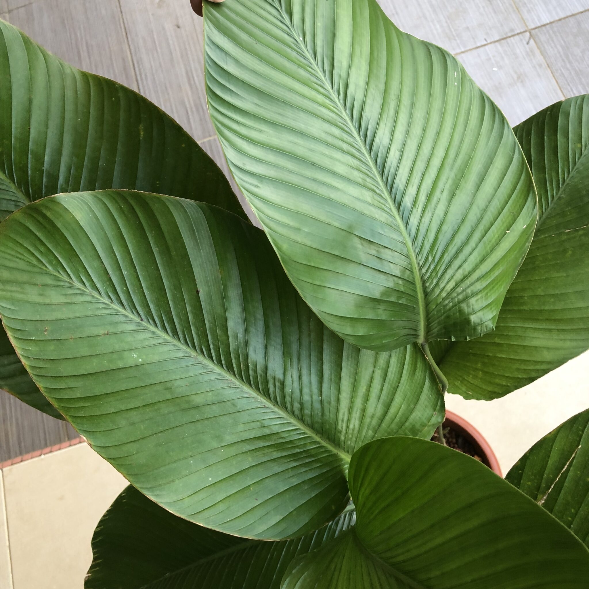 Thaumatococcus Daniellii Indoor Plant Malaysia - Leaf Garden Plant Shop