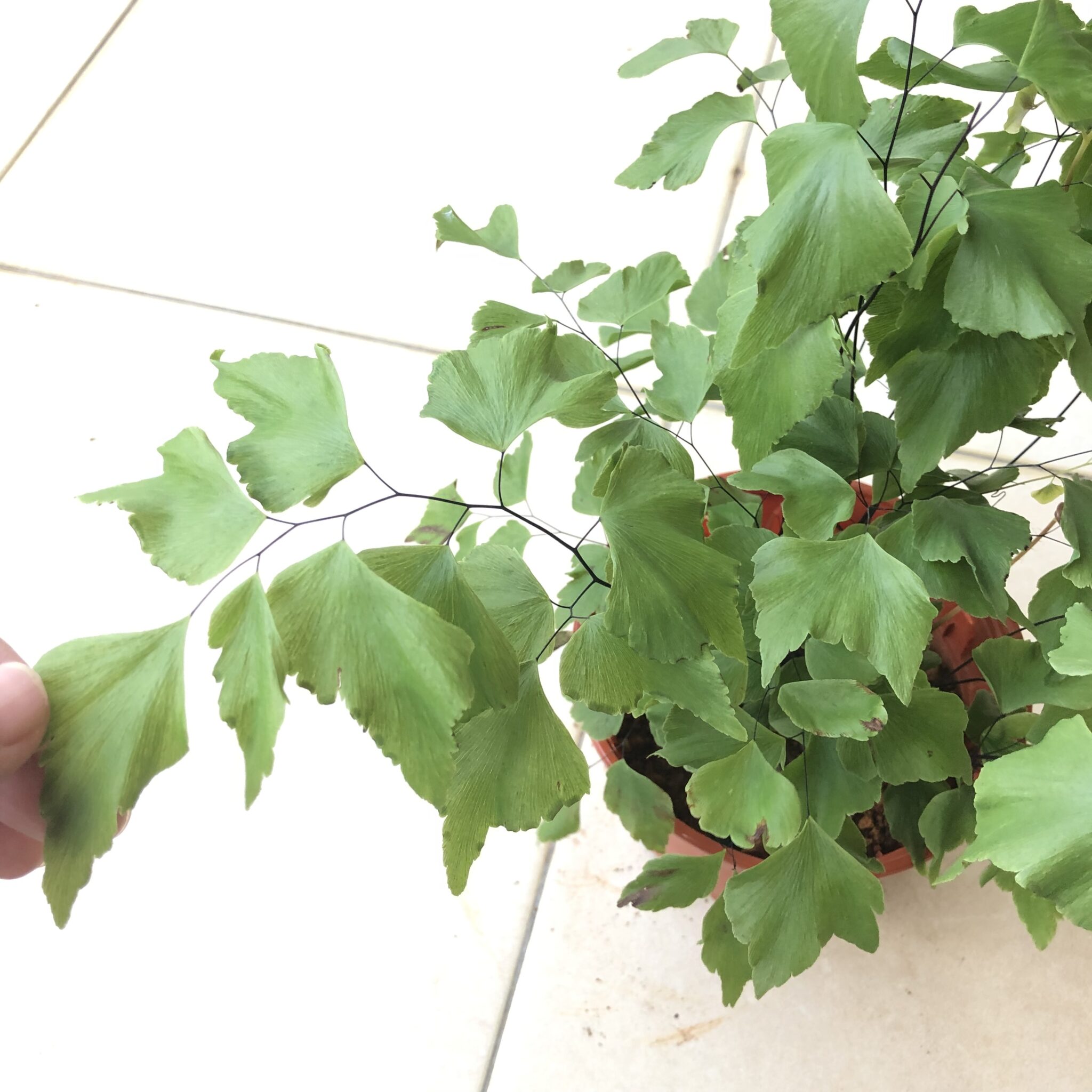 Aralia Golden Ball Outdoor Plant Malaysia - Leaf Garden Shop Online