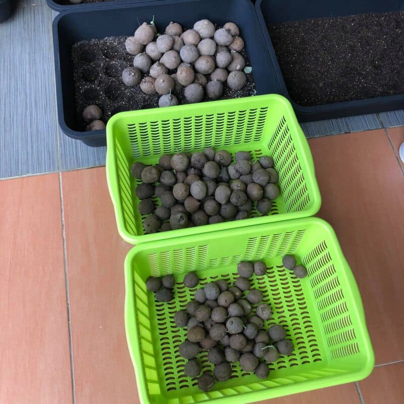 Aralia Golden Ball Outdoor Plant Malaysia - Leaf Garden Shop Online