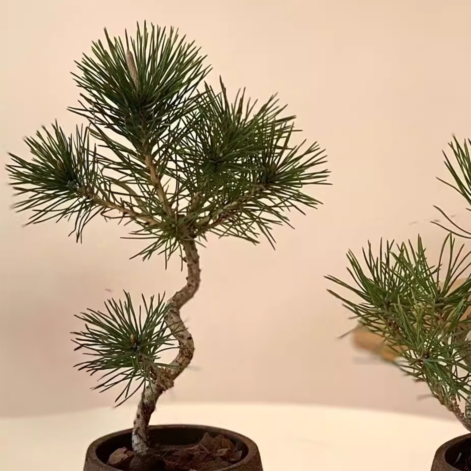 Japanese Black Pine Bonsai (Pinus thunbergii) With Pot - An Urban Plant ...
